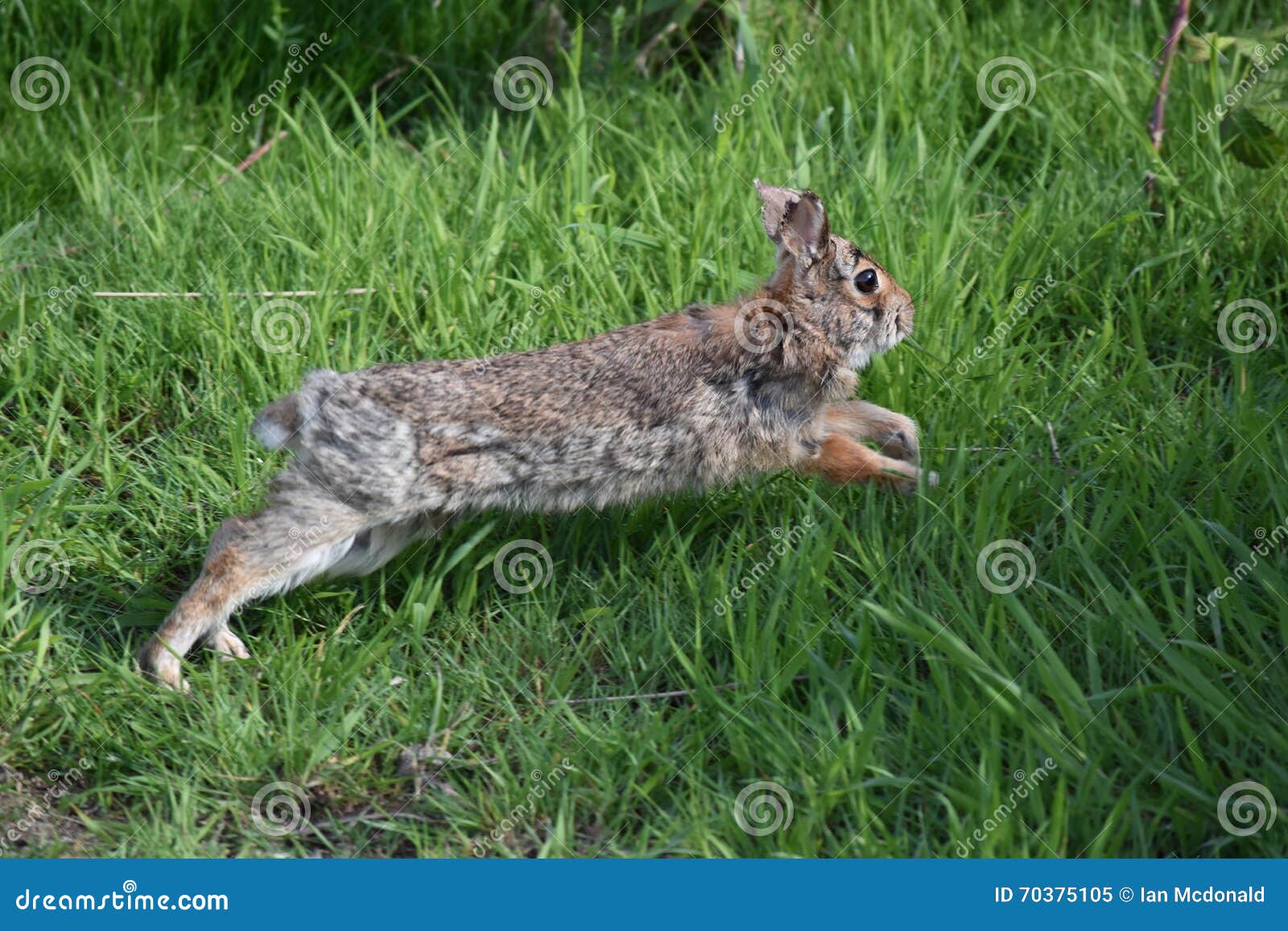 A Wild Hare In The Grass Royalty-Free Stock Photography | CartoonDealer ...