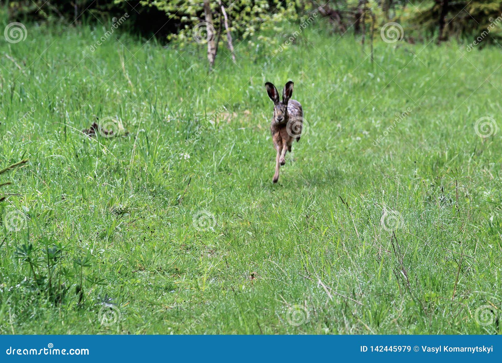 Wild hare runs green grass stock image. Image of fast - 142445979