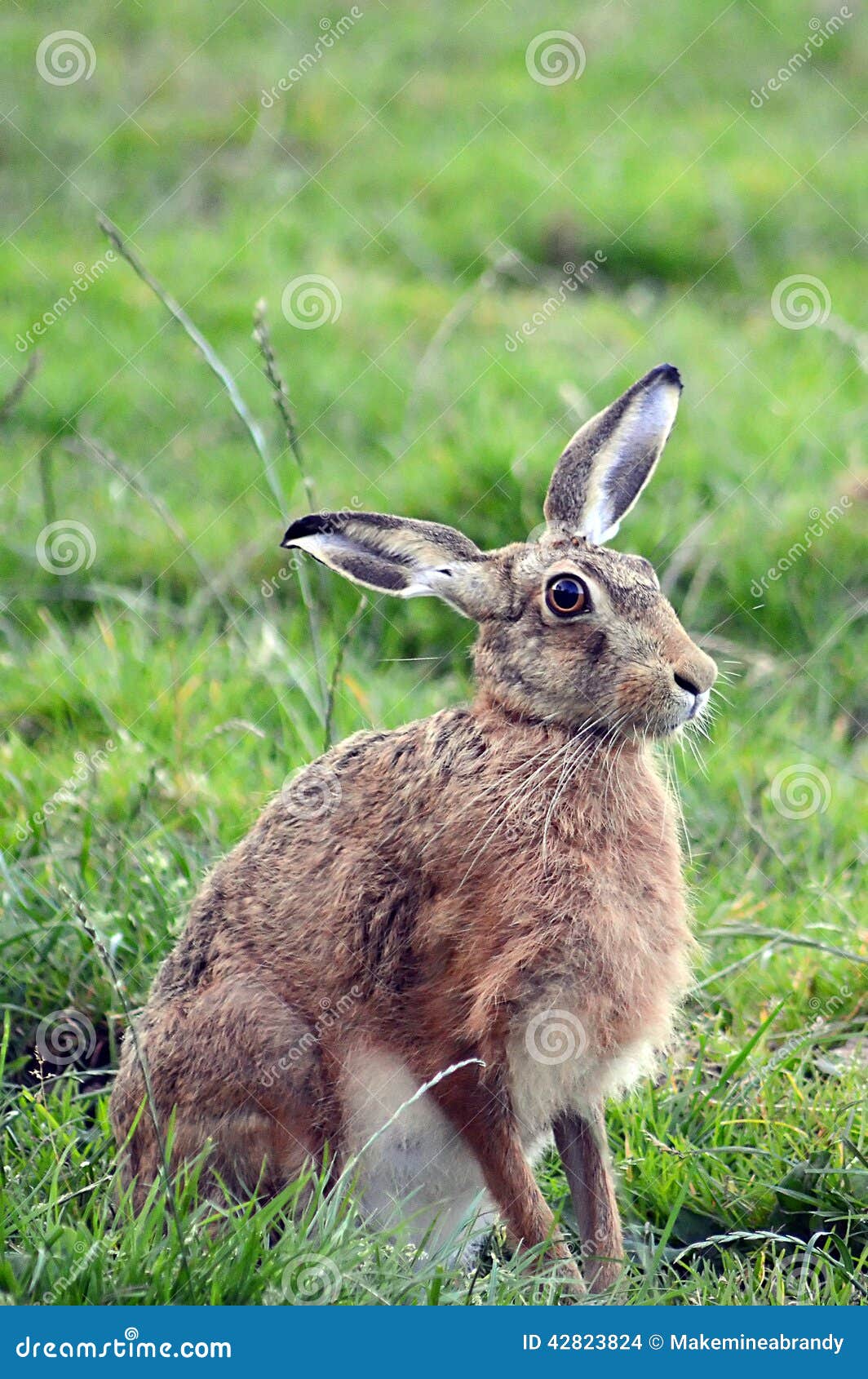 A Wild Hare Sitting in a Field , One Ear Back Stock Photo - Image of ...