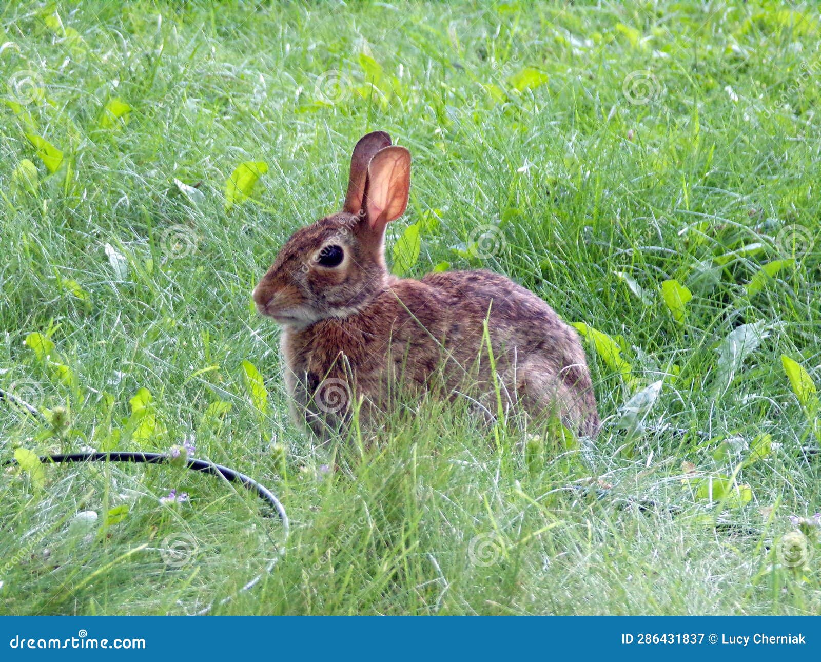 Hare stock image. Image of hare, animal, rabbit, sitting - 286431837
