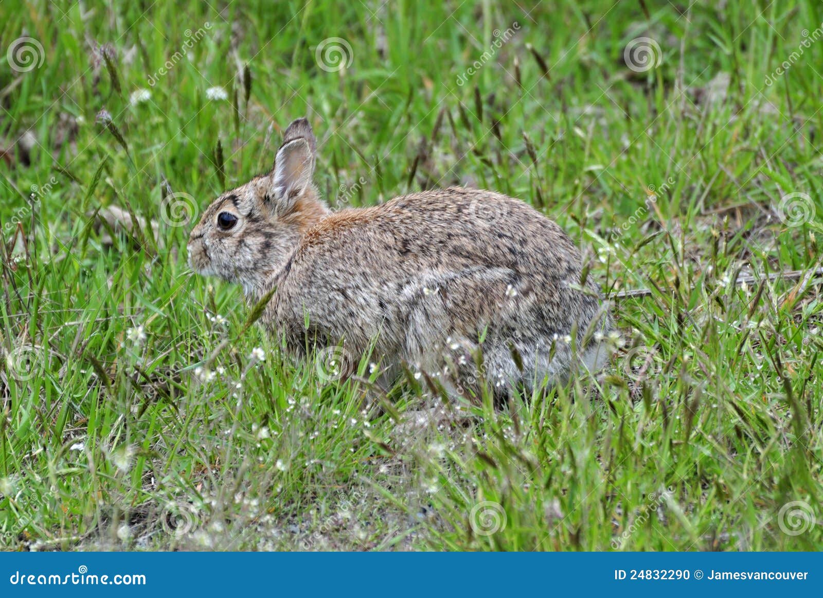 A Wild Hare in the Springtime Stock Photo - Image of wild, british ...