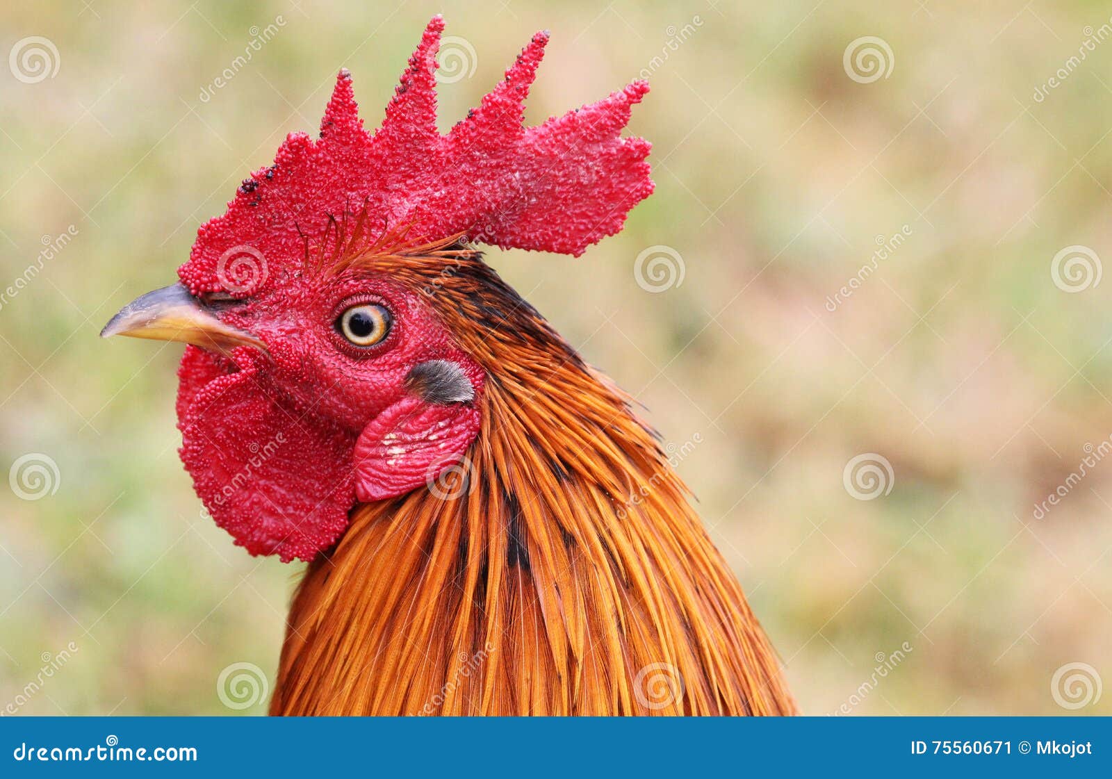 Wild Hawaiian Rooster in Profile Stock Image - Image of neck, park ...