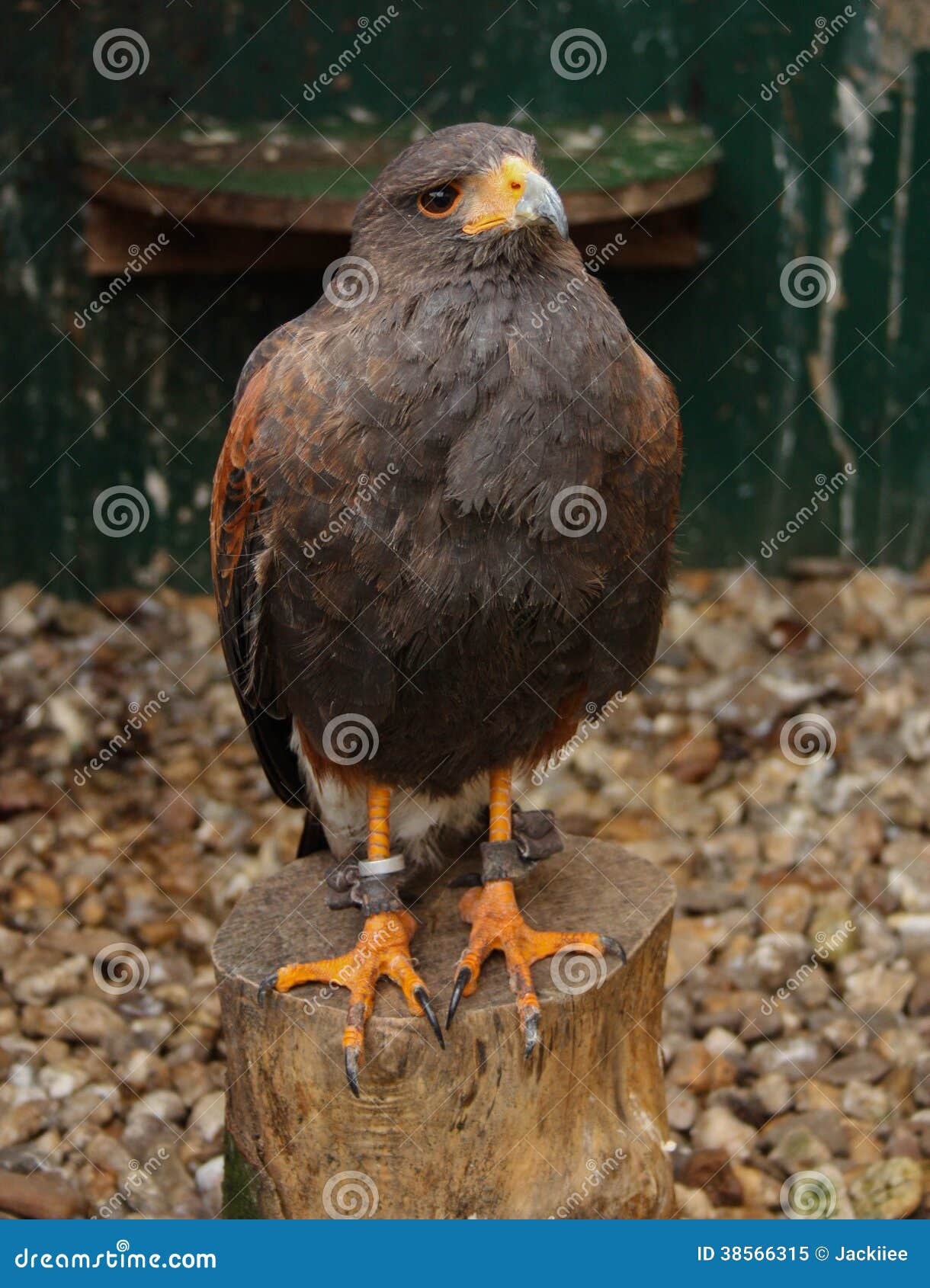 Wild hawk stock image. Image of wild, hawk, claws, brown - 38566315