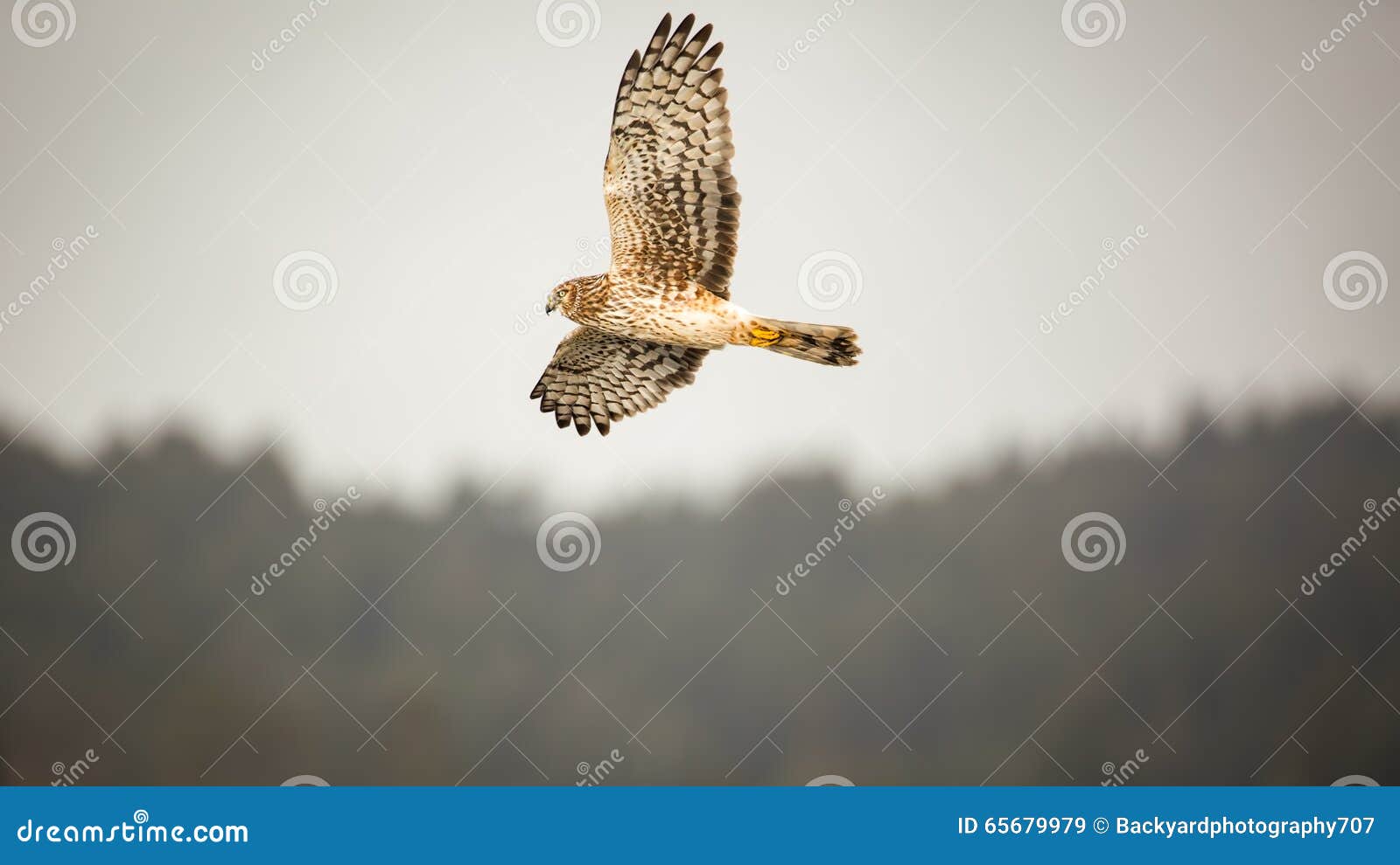 Wild Hawk Flying Over Forest, Color Image Stock Image - Image of head ...
