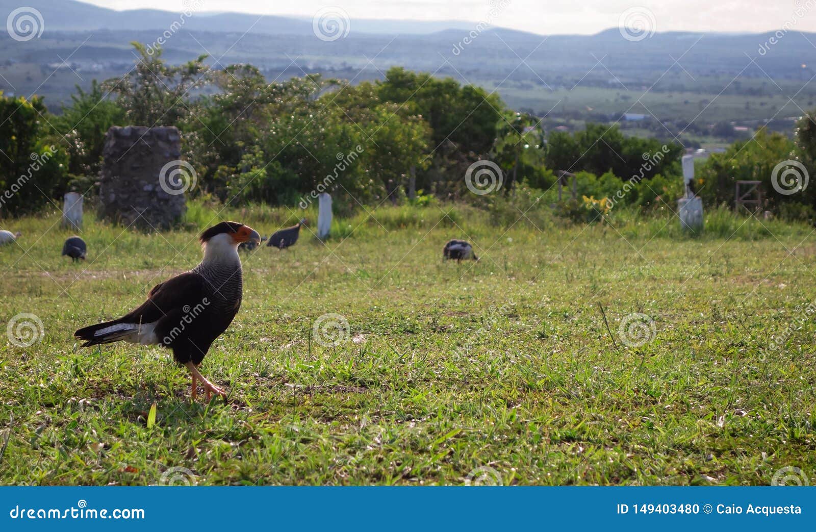 Wild hawk on the grass stock photo. Image of brazil - 149403480