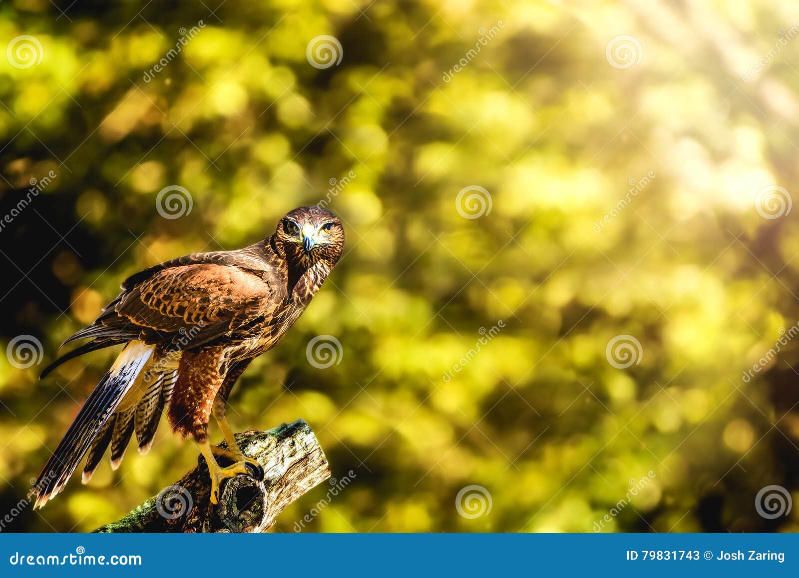 Wild Hawk Perched on Stump Looking at You Stock Image - Image of birds ...