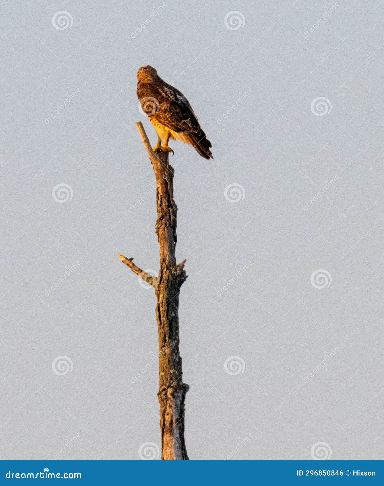 Hawk Perched on Top of Dead Tree Stock Photo - Image of perched, bird ...