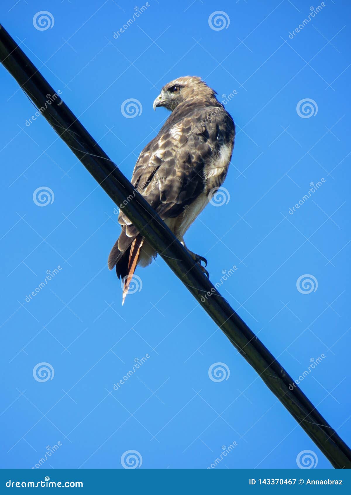 A Wild Hawk Watches Around, Sitting on an Electric Wire Stock Image ...