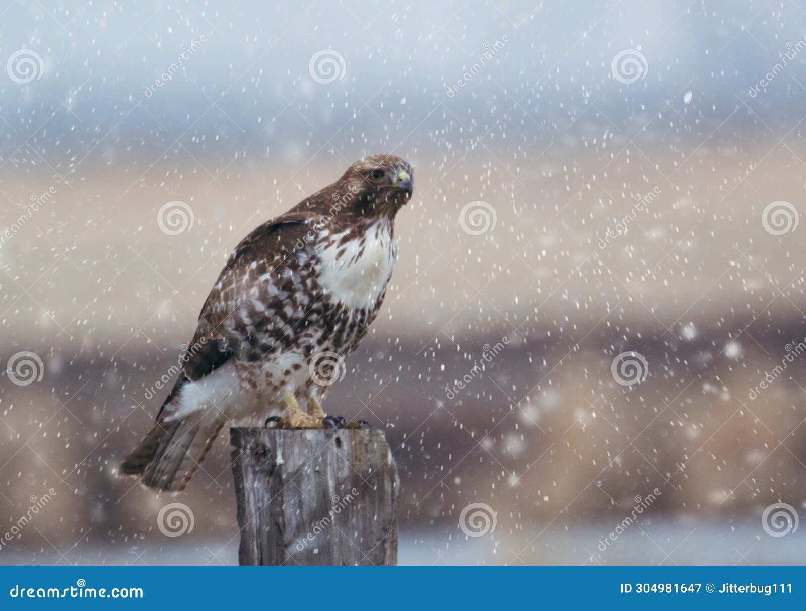 A Wild Hawk in Winter Snow Storm Stock Image - Image of cold, hawk ...