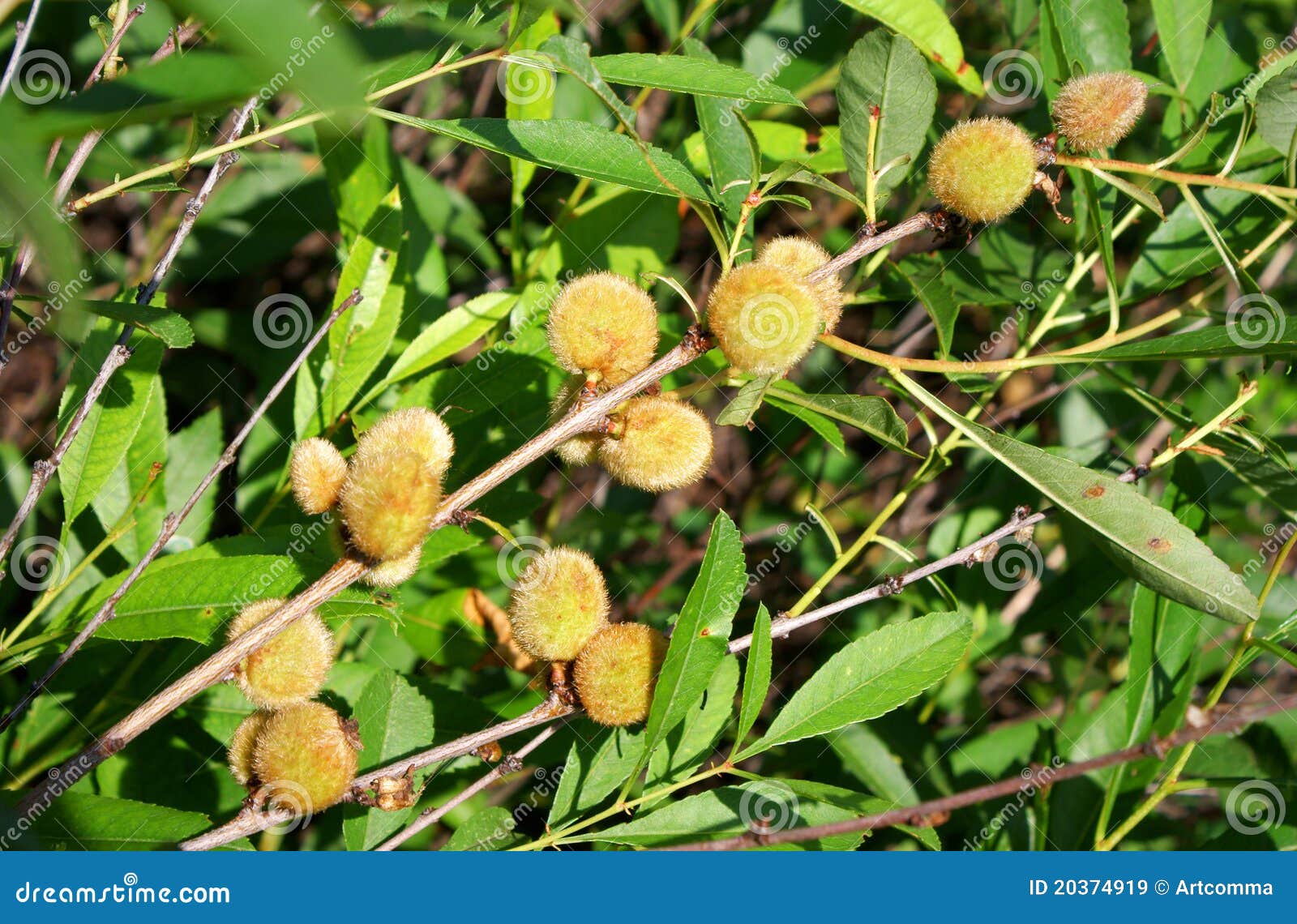 Wild hazel stock image. Image of bashkortostan, bush - 20374919