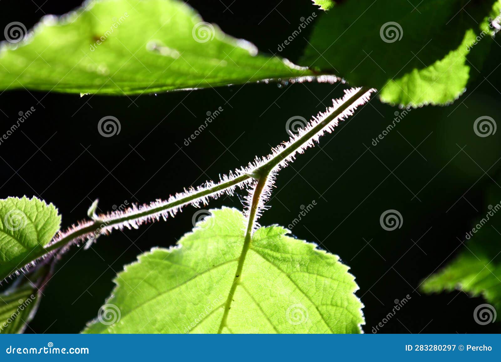 Hazel leaf stock image. Image of oxygen, branch, wild - 283280297