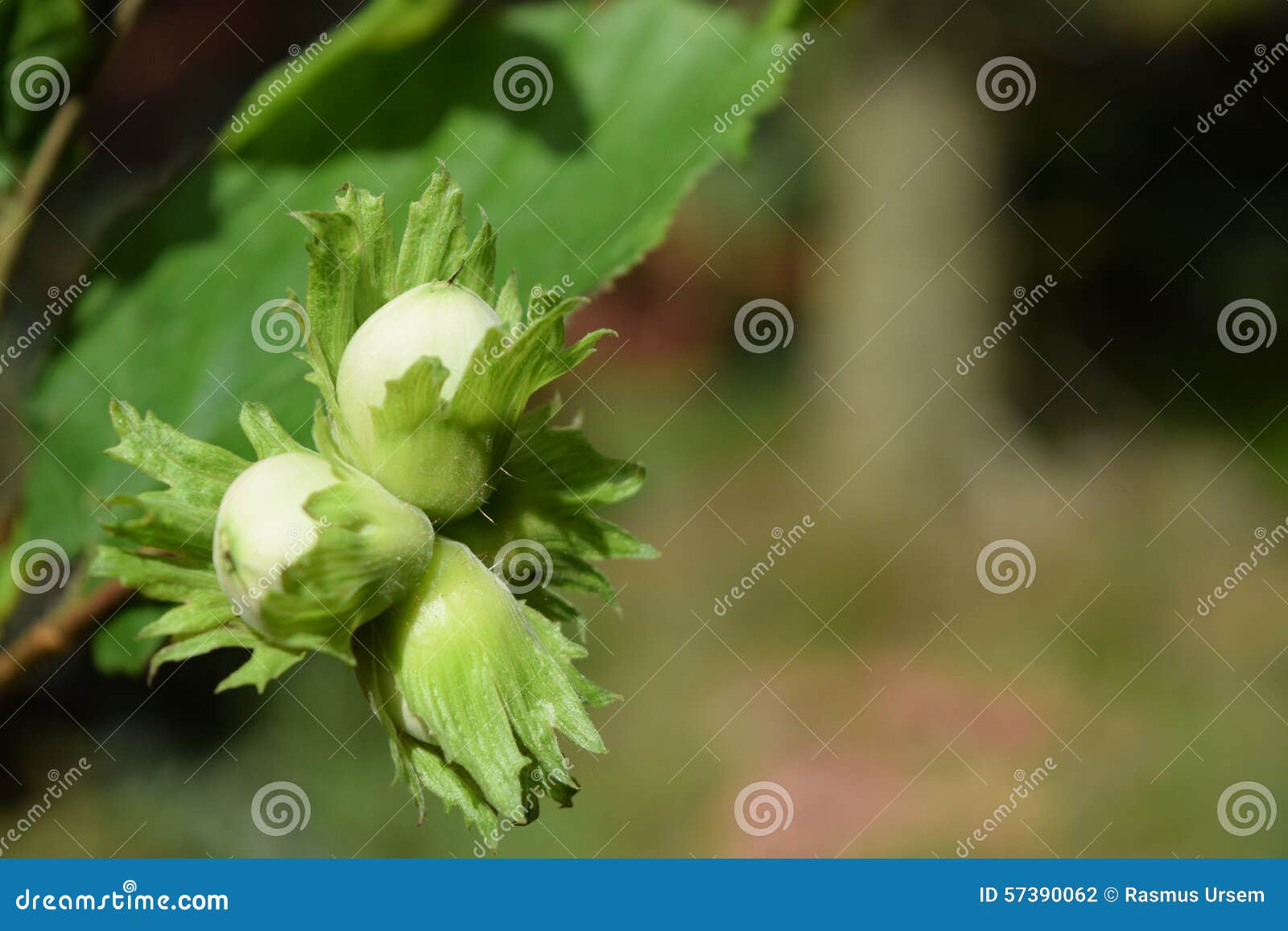 Wild Hazelnuts Maturing on Tree in Scandinavian Forest Stock Photo ...