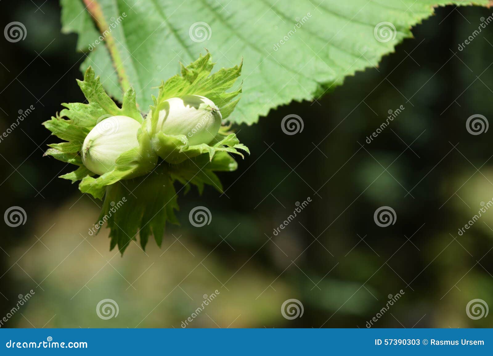 Wild Hazelnuts Maturing on Tree in Scandinavian Forest Stock Image ...