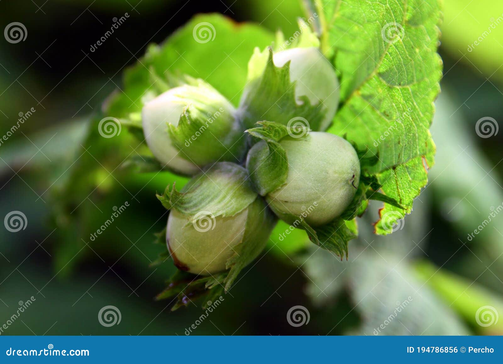 Wild hazelnuts stock photo. Image of ripe, alternative - 194786856
