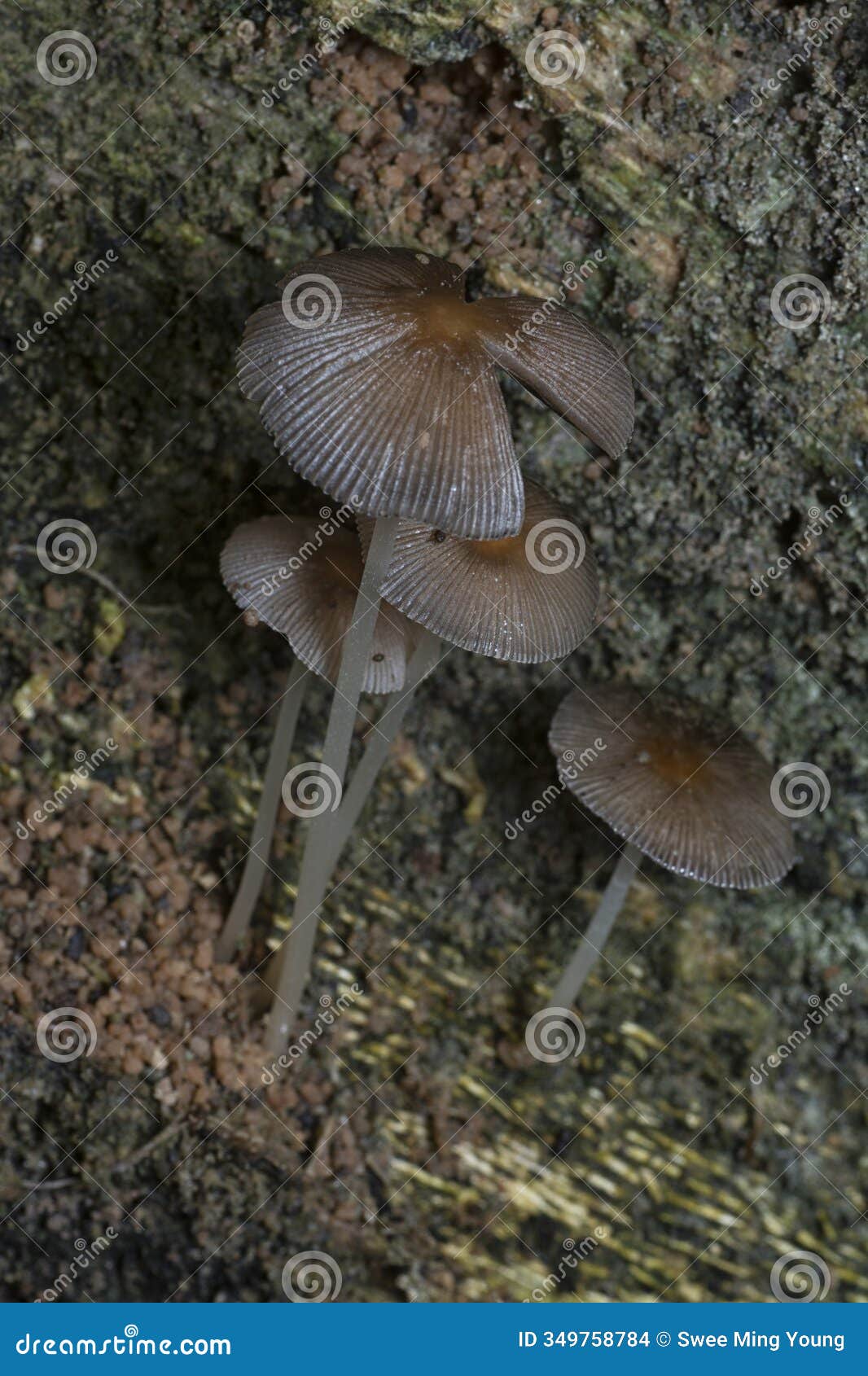 The Wild Head Cap-shaped Mushrooms Sprouting Out from the Decaying ...