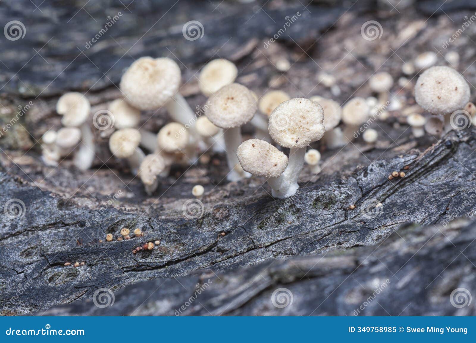 The Wild Head Cap-shaped Mushrooms Sprouting Out from the Decaying ...
