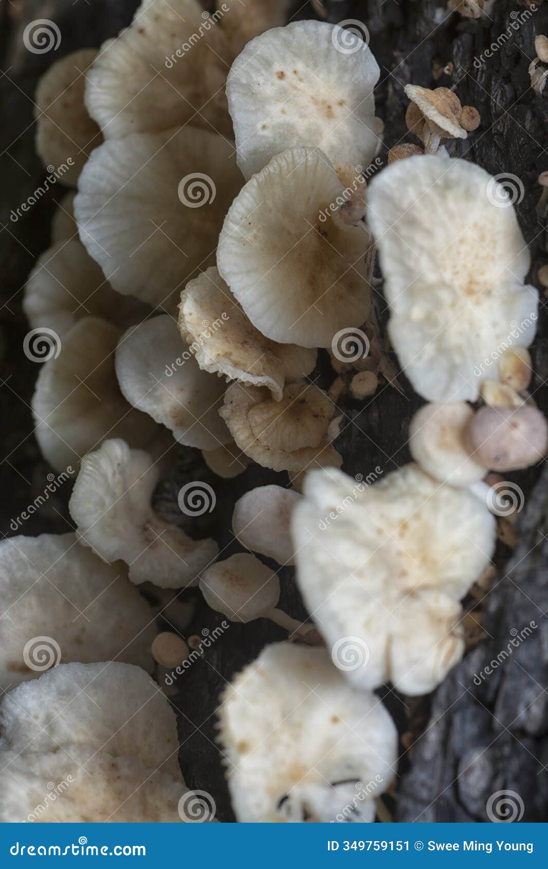 The Wild Head Cap-shaped Mushrooms Sprouting Out from the Decaying ...