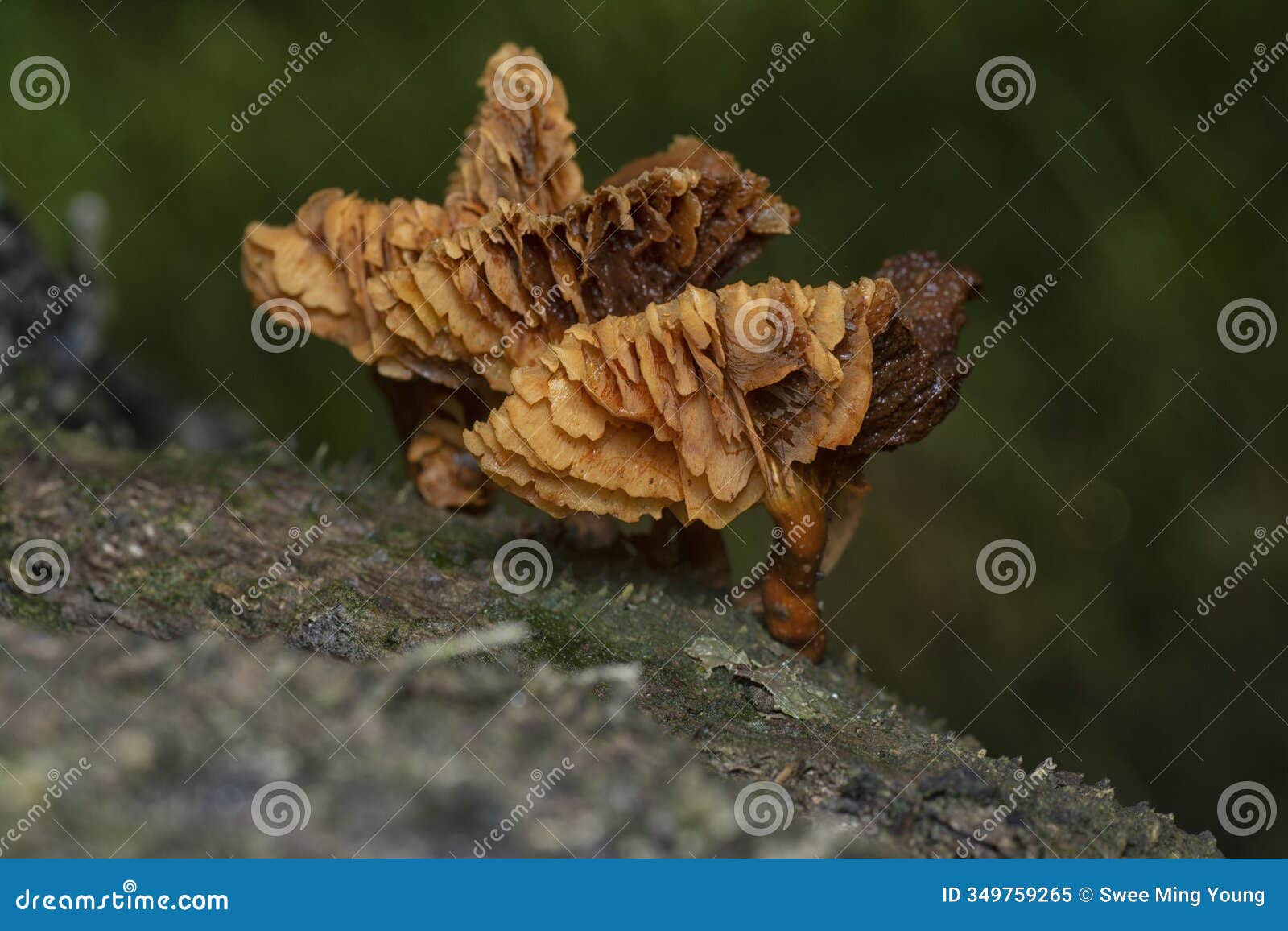 The Wild Head Cap-shaped Mushrooms Sprouting Out from the Decaying ...