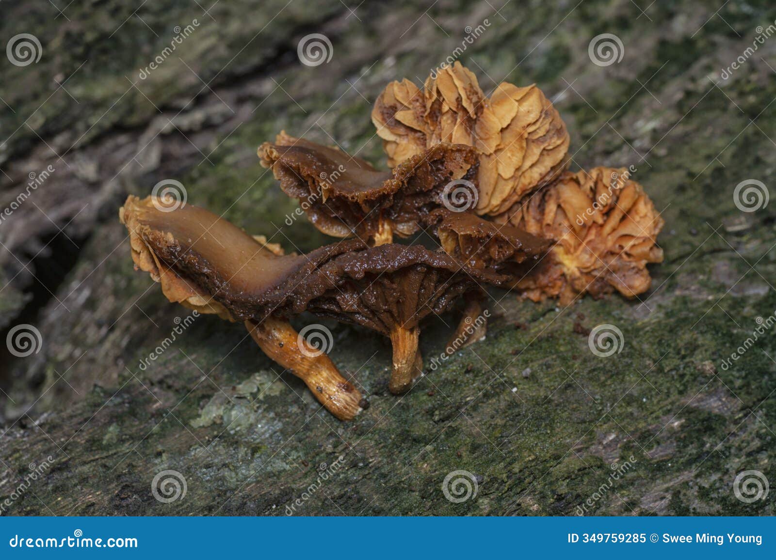 The Wild Head Cap-shaped Mushrooms Sprouting Out from the Decaying ...