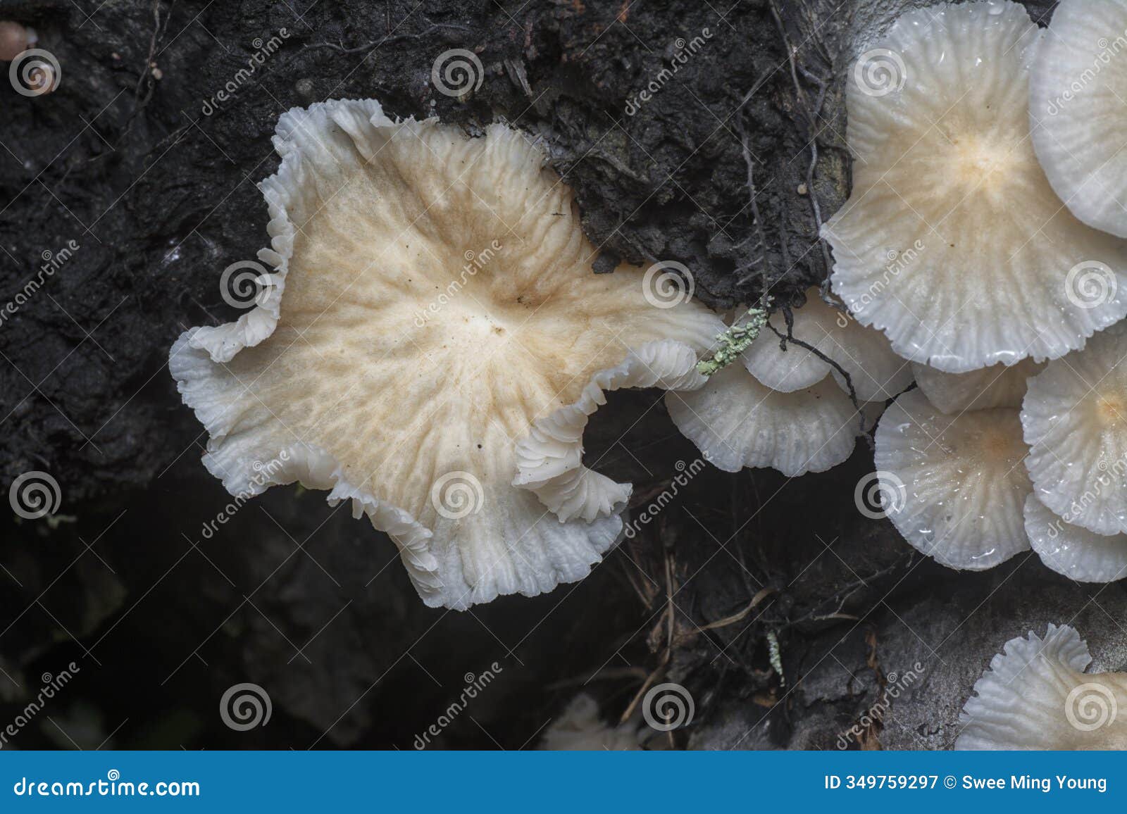 The Wild Head Cap-shaped Mushrooms Sprouting Out from the Decaying ...