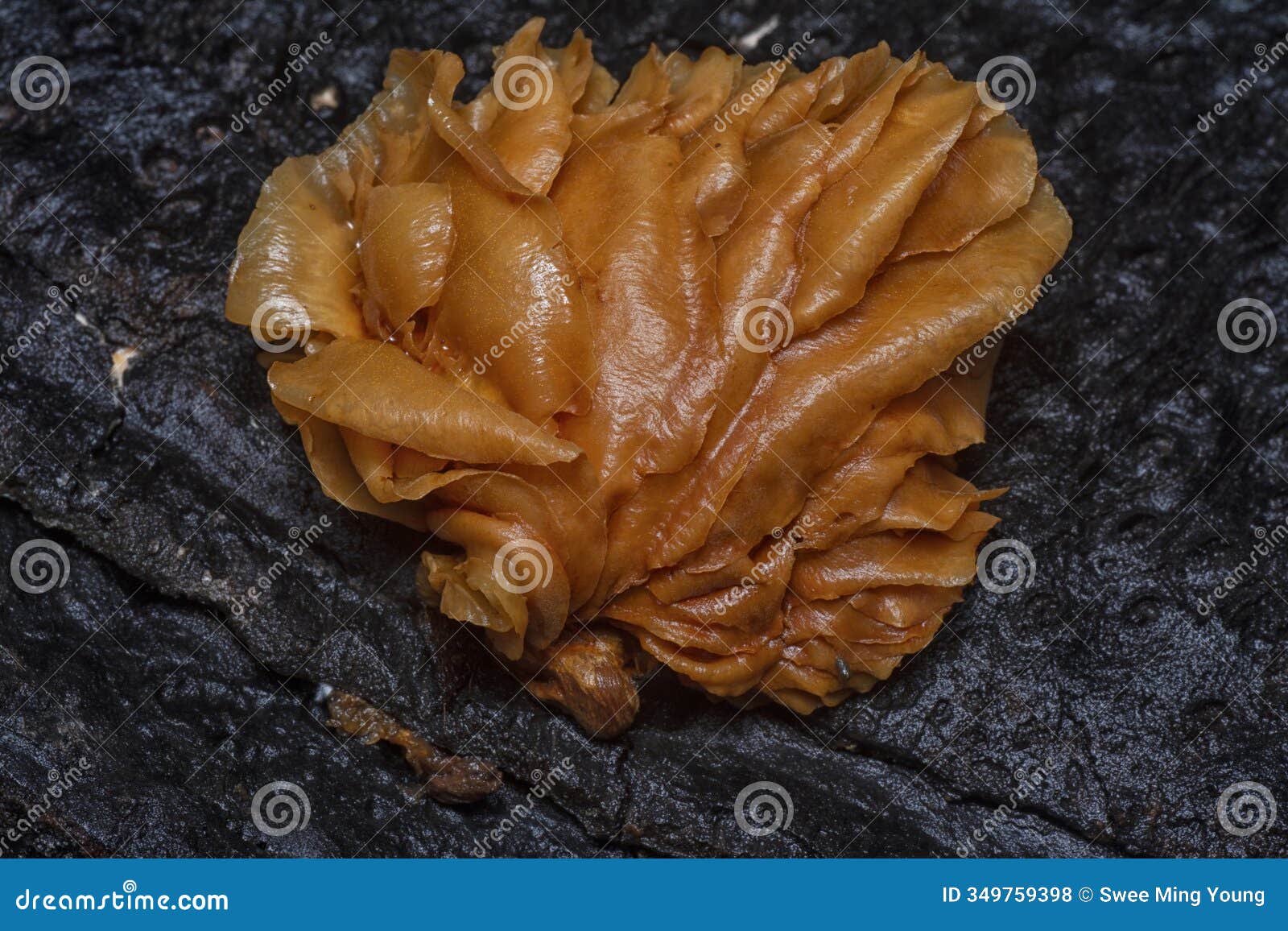 The Wild Head Cap-shaped Mushrooms Sprouting Out from the Decaying ...