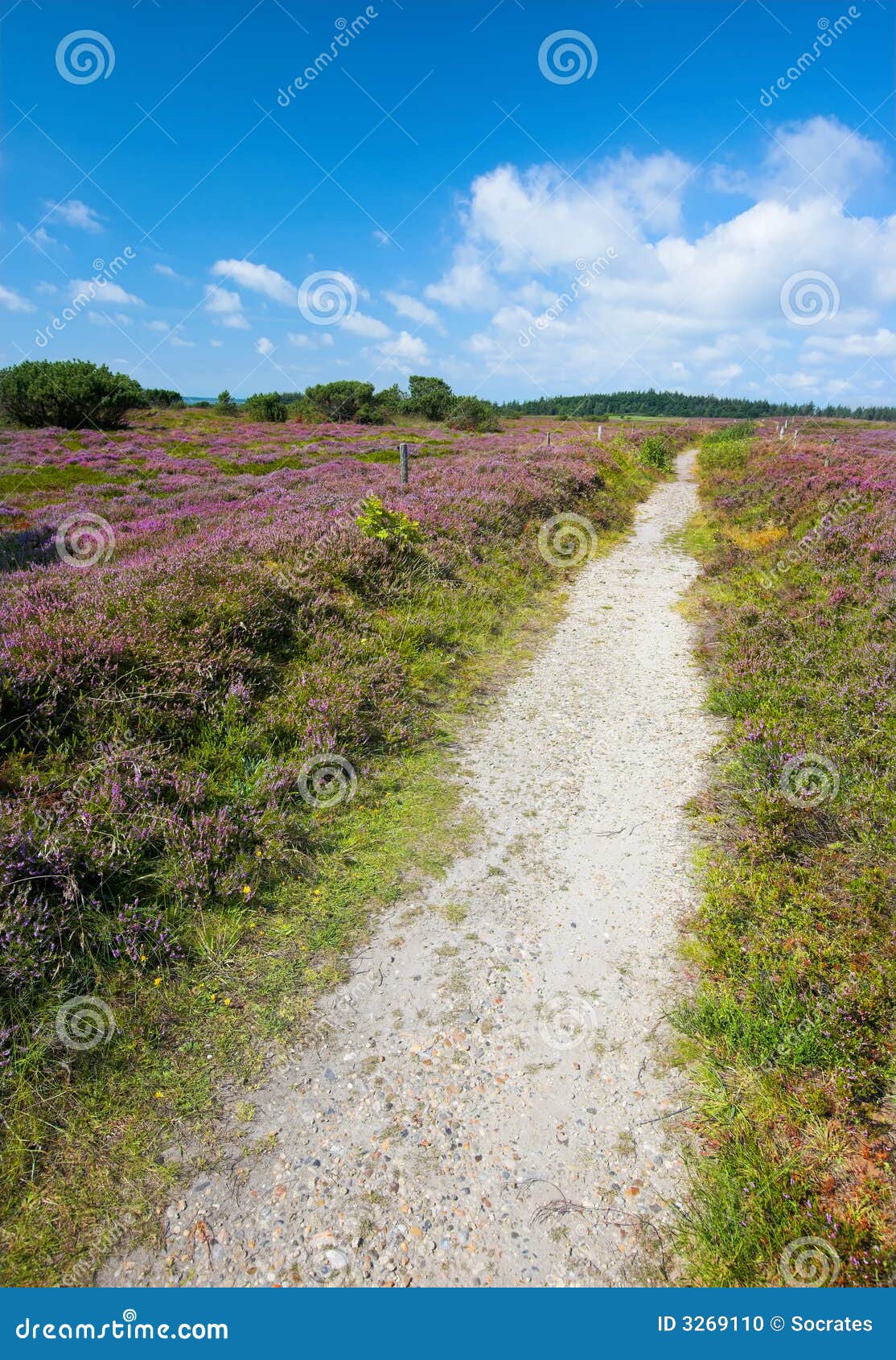 Wild Heather and Trail - Denmark Stock Photo - Image of idyllic, field ...