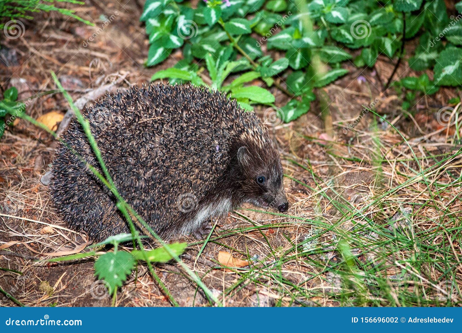 Wild hedgehog closeup stock photo. Image of rodent, wild - 156696002