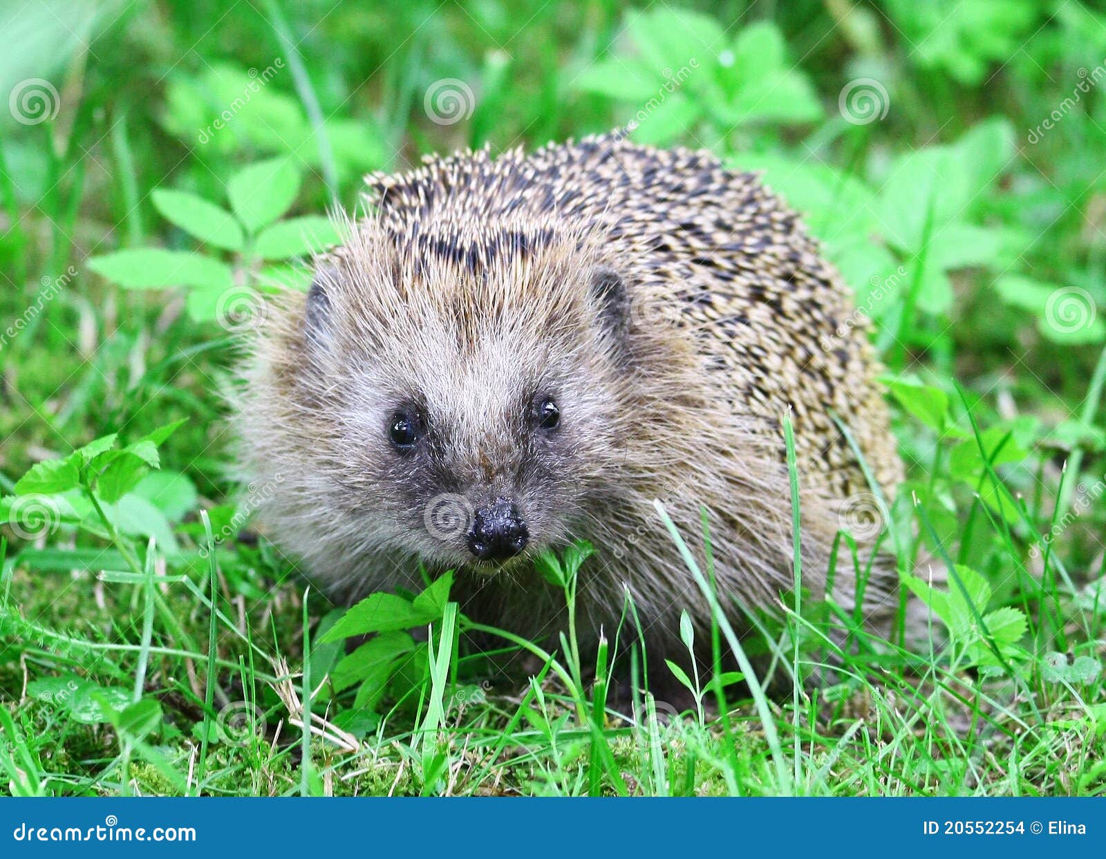 Wild hedgehog stock photo. Image of animals, wild, sharp - 20552254
