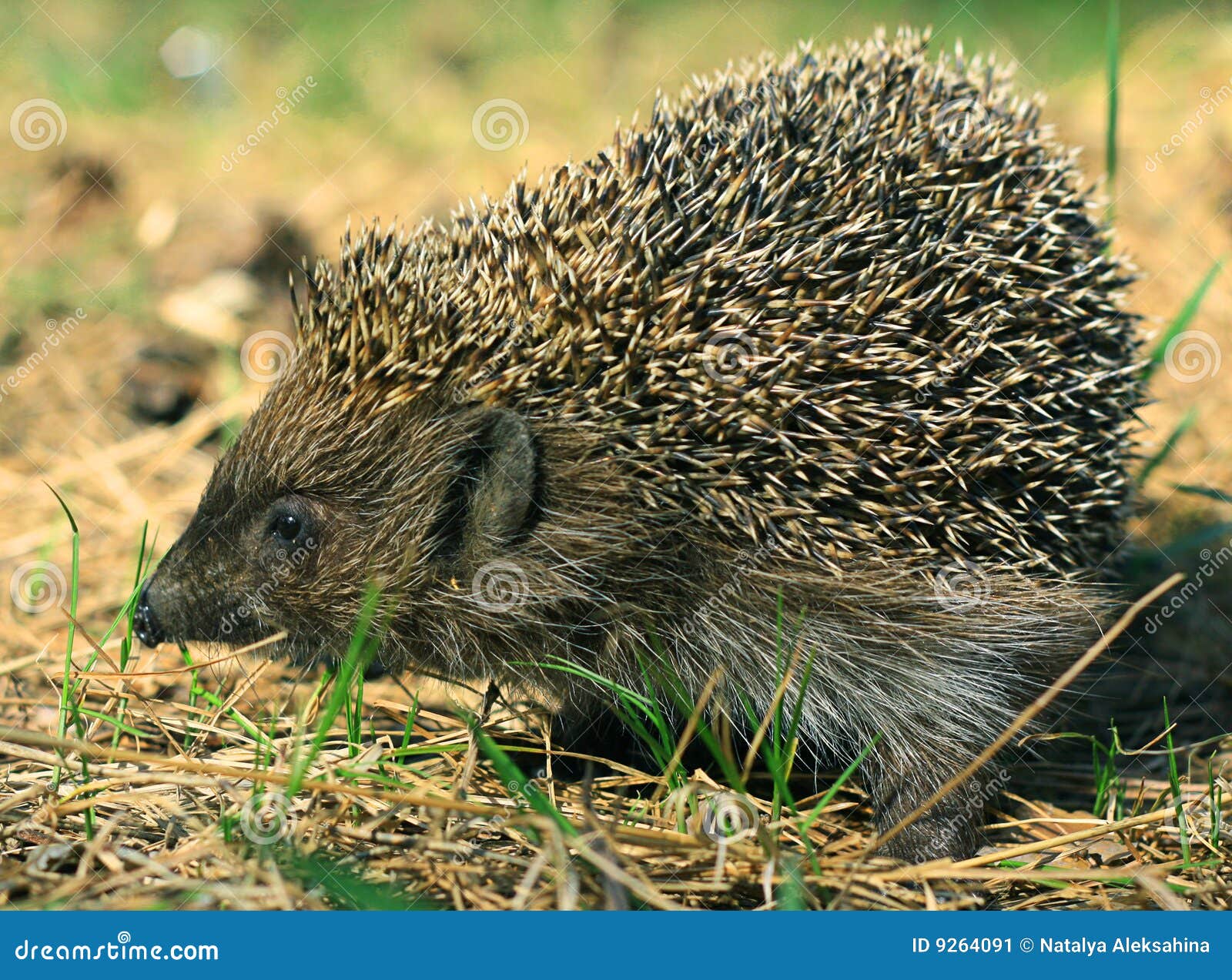 Wild hedgehog stock image. Image of side, protection, nature - 9264091