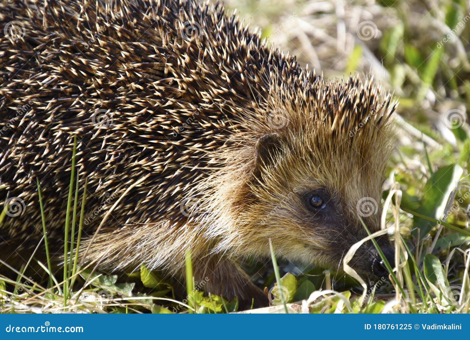 Wild Hedgehog in the Grass. Stock Image - Image of nature, cute: 180761225