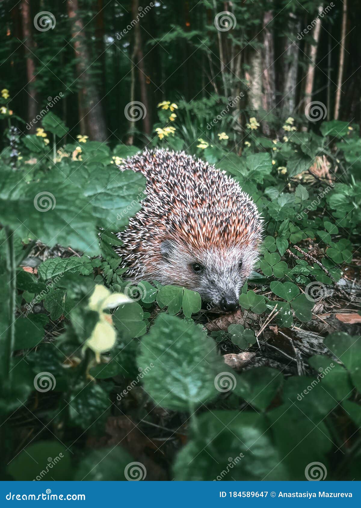 Wild Hedgehog in the Grass in the Forest. Stock Image - Image of nature ...