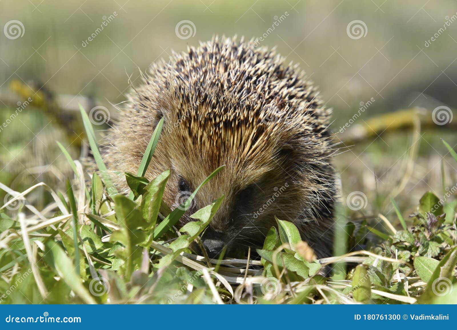Wild Hedgehog in the Grass with Narrow Frontal Focus. Stock Photo ...