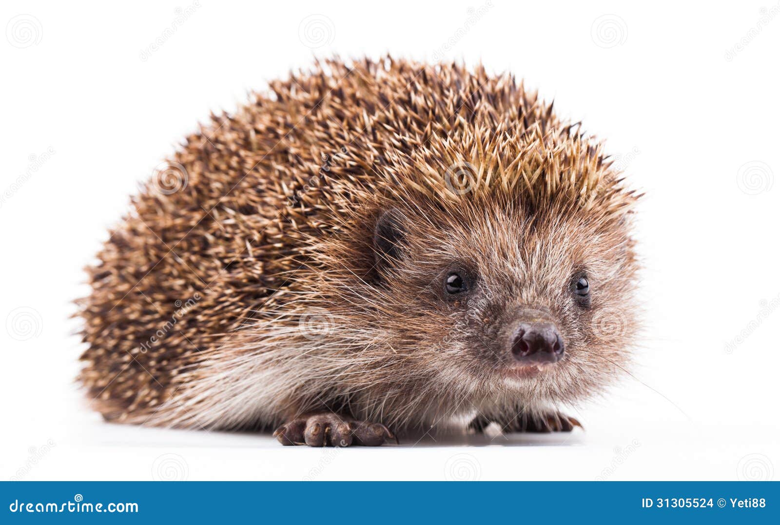 Wild Hedgehog Isolated on White Stock Photo - Image of cute, protection ...