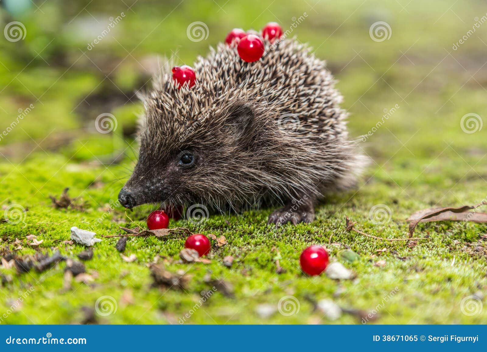 Wild Hedgehog is Looking for a Food Stock Image - Image of food, autumn ...