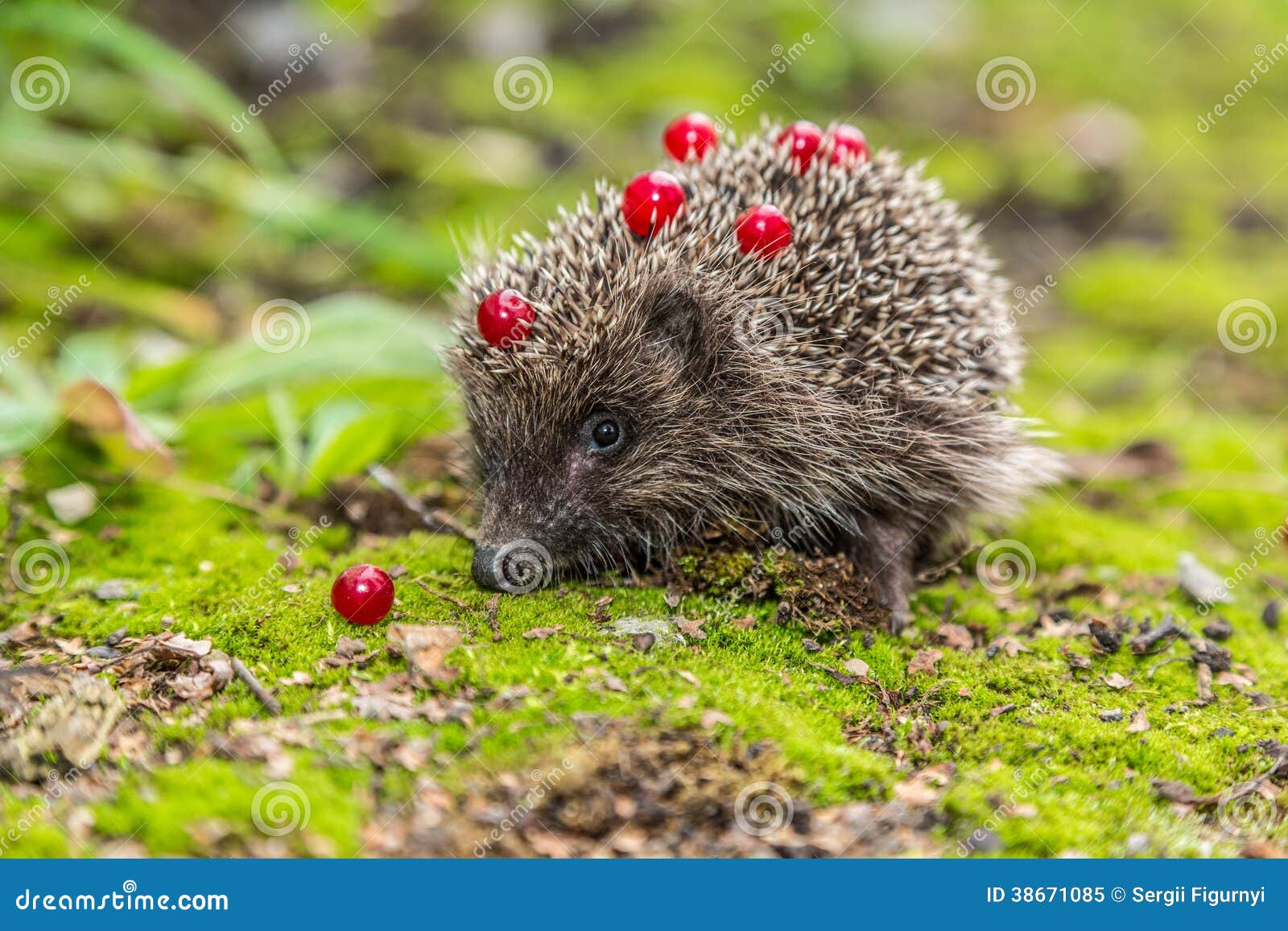 Wild Hedgehog is Looking for a Food Stock Image - Image of mammals ...