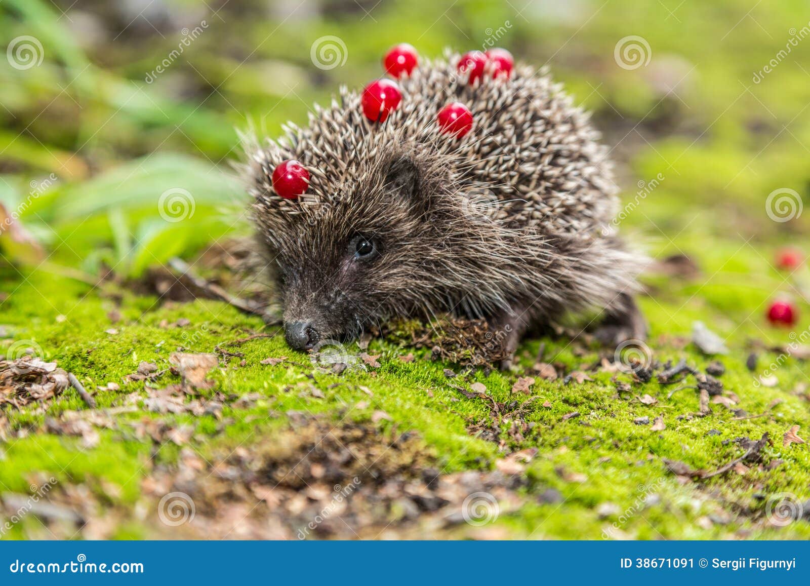 Wild Hedgehog is Looking for a Food Stock Image - Image of endangered ...