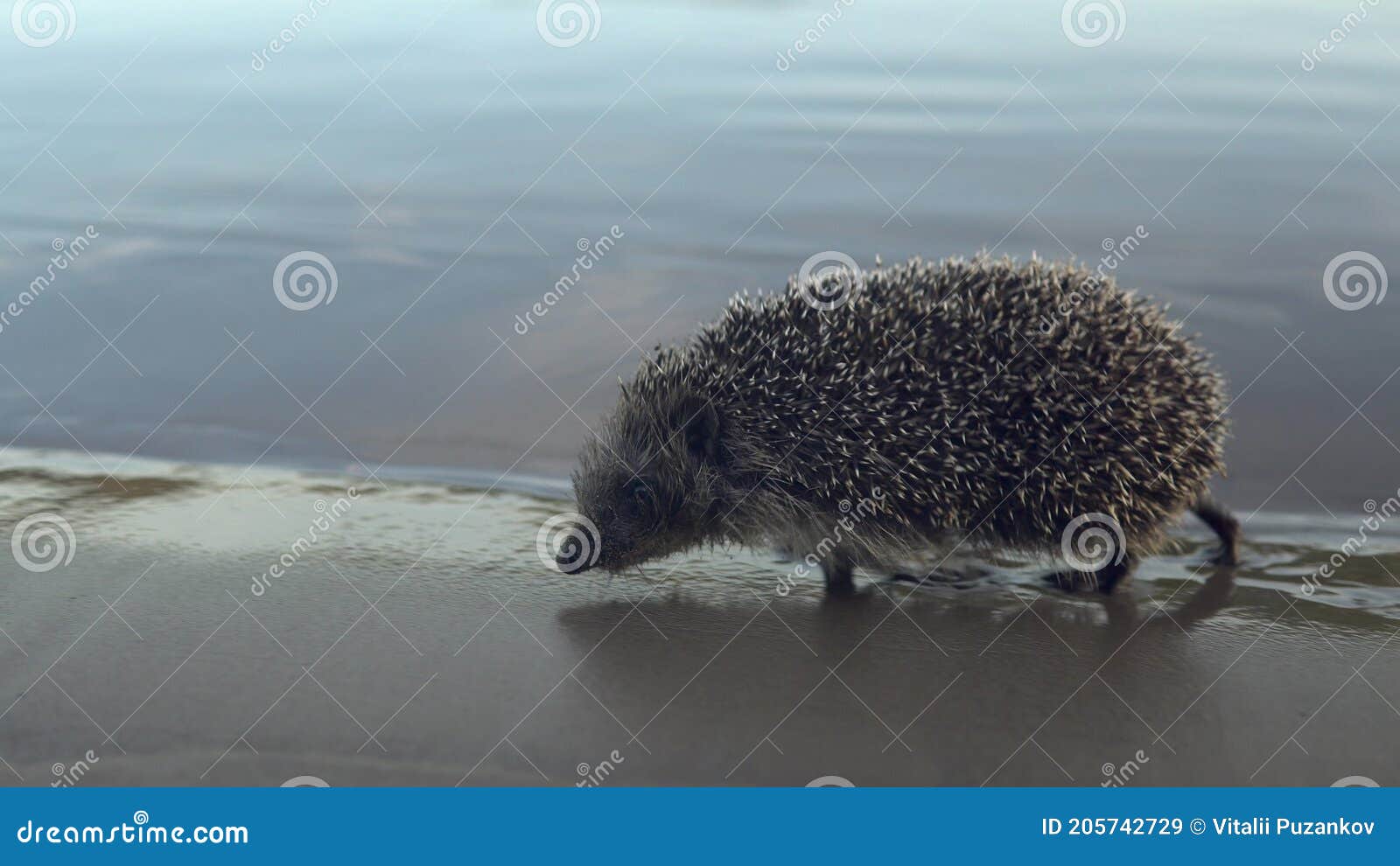 A Wild Hedgehog Walks on the Beach Along the River Stock Image - Image ...