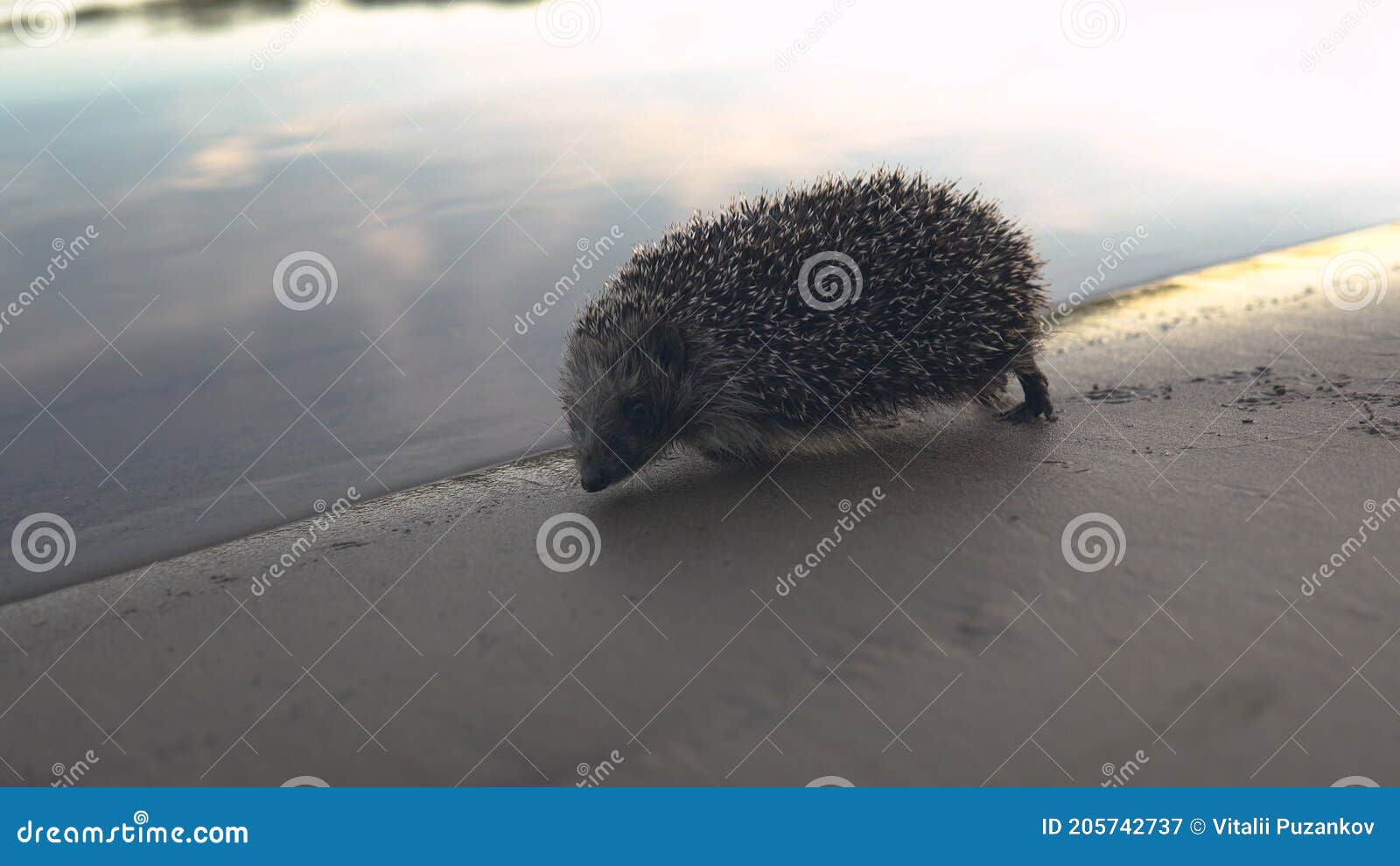 Pet Hedgehog Beach Stock Photos - Free & Royalty-Free Stock Photos from ...