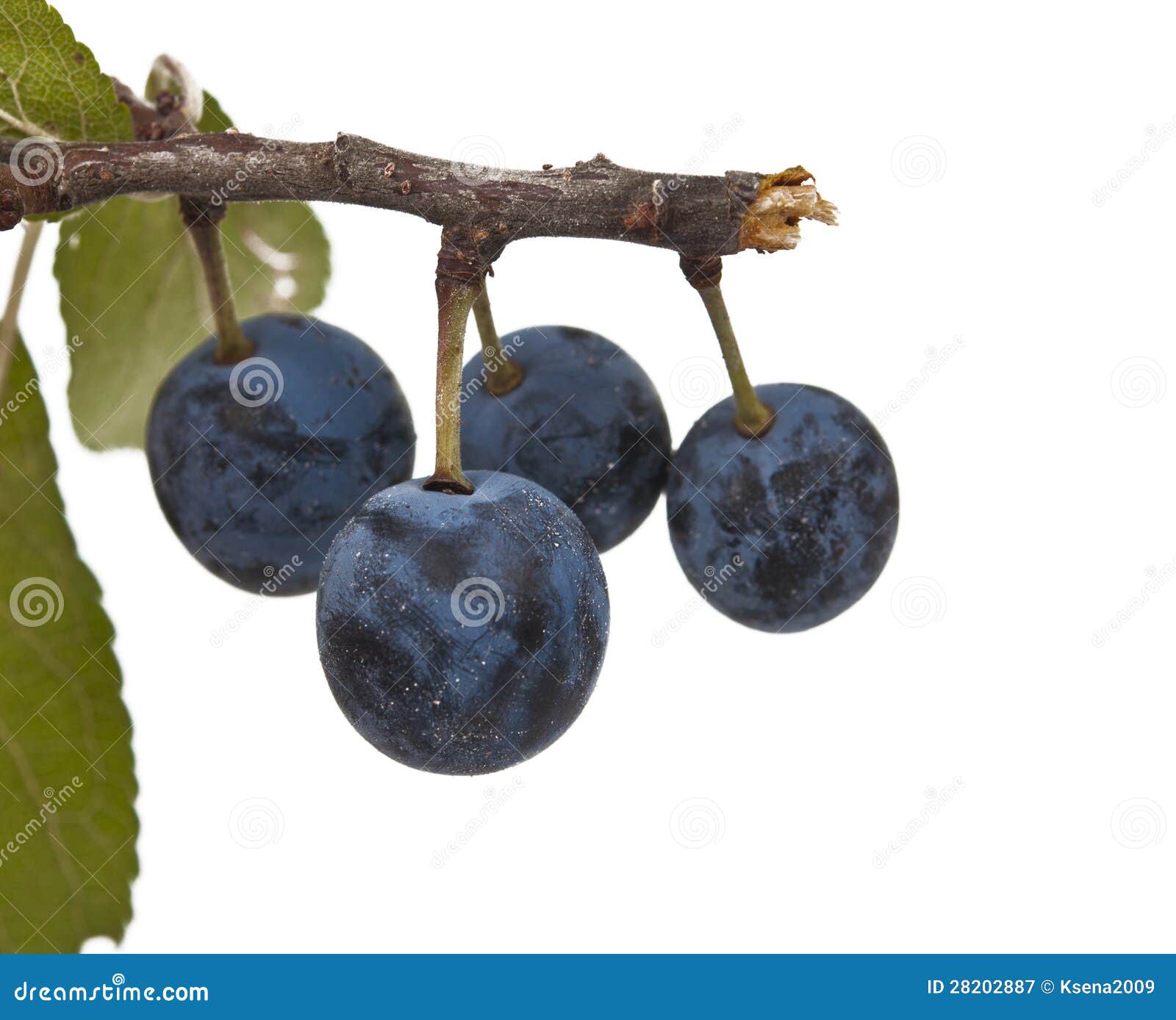 Wild Hedgerow Sloes Isolated Stock Image - Image of fruit, small: 28202887