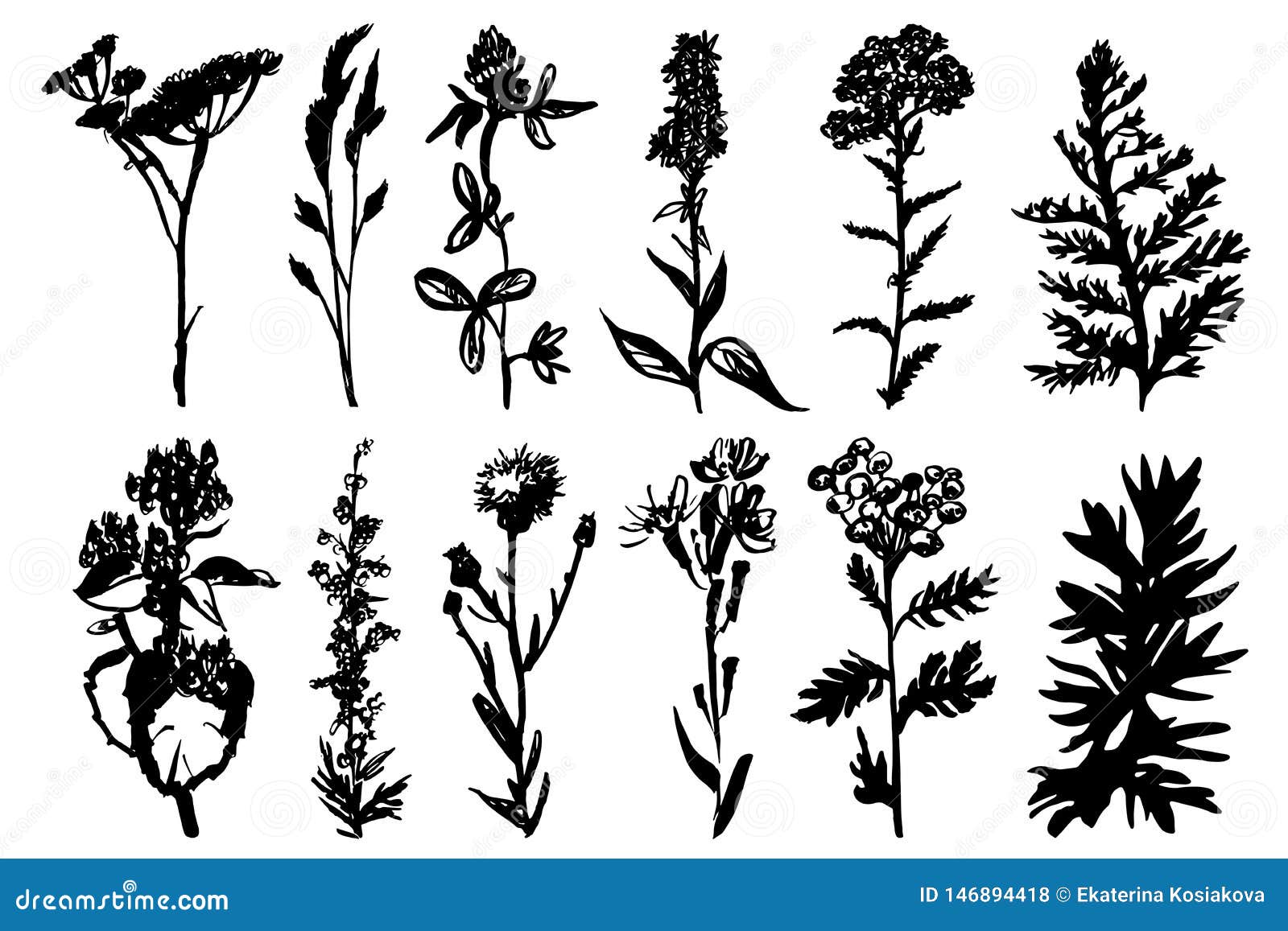 Wild herbs black ink, . stock vector. Illustration of elements - 146894418