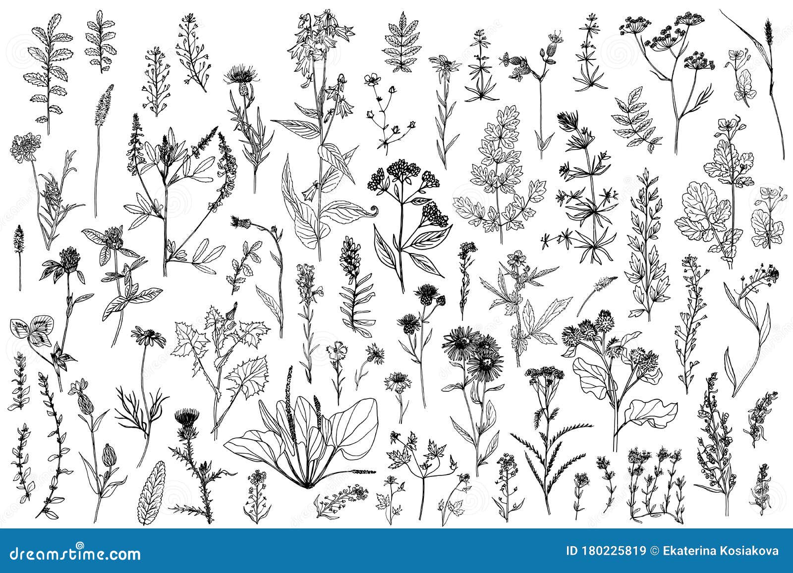 Wild Herbs, Drawn by a Black Line on a White Background. Vector. Set ... Wild Herbs, Drawn by a Black Line on a White Background. Vector. Set ...