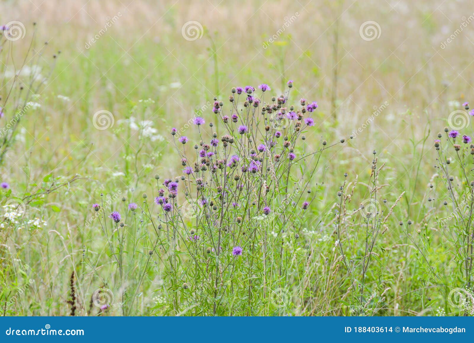Spring wild flowers stock photo. Image of spring, summer - 188403614