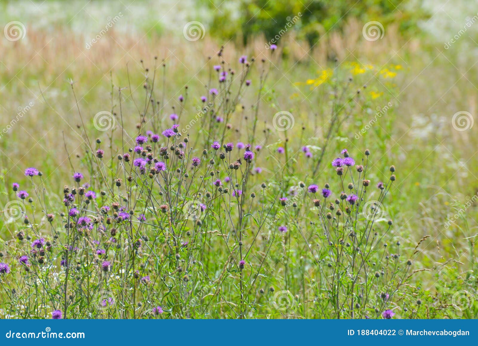 Spring wild flowers stock photo. Image of wild, flora - 188404022