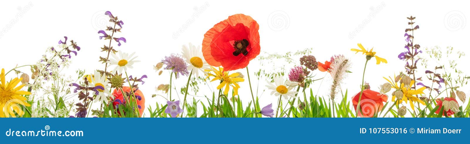Wild Herbs and Flowers in Front of White Background, Header Stock Photo ...
