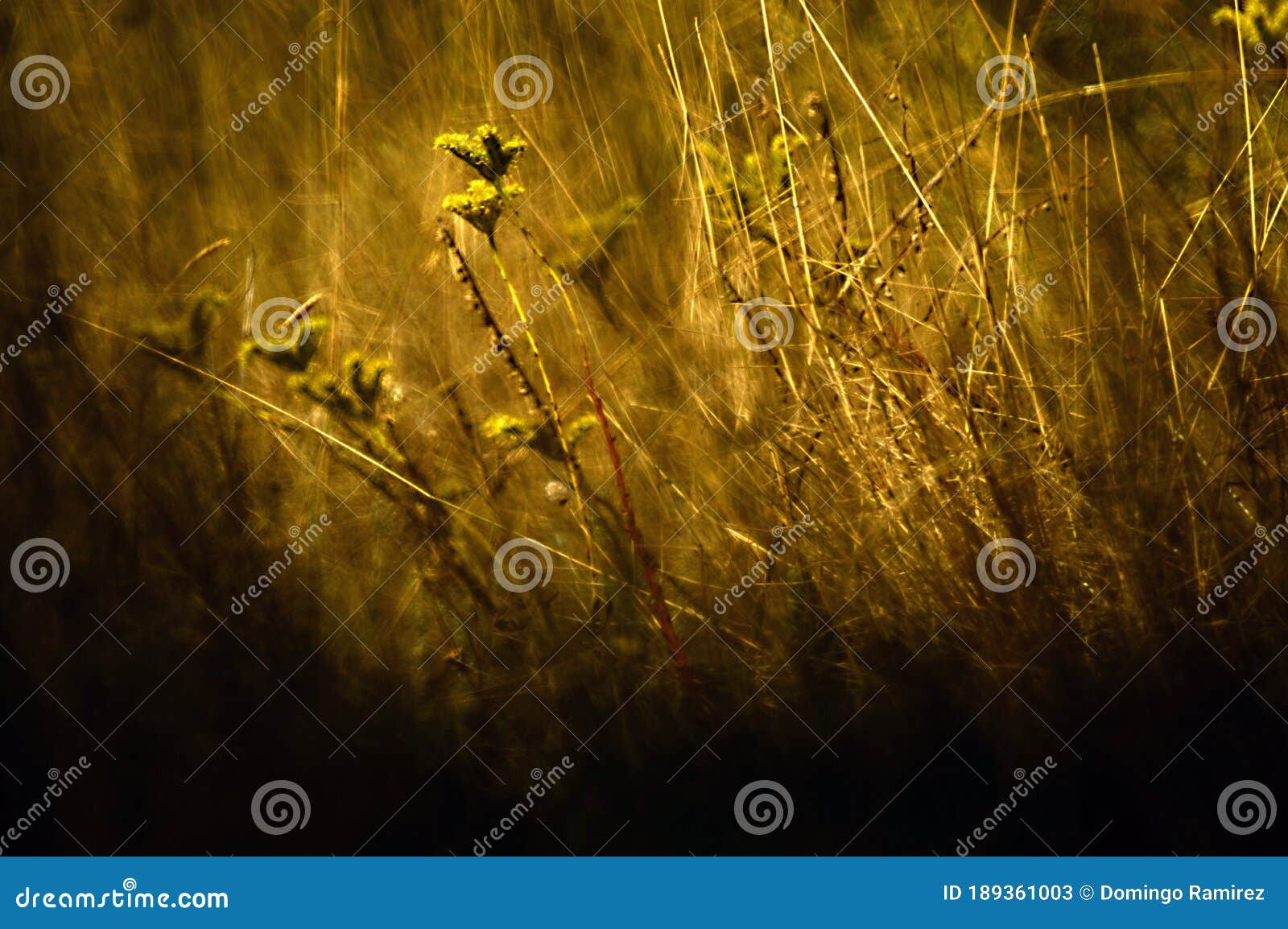 Wild Herbs in Yellow Natural Light Stock Image - Image of beauty ...