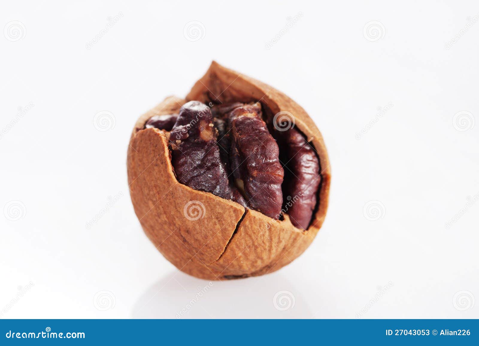 Wild Nut Identification