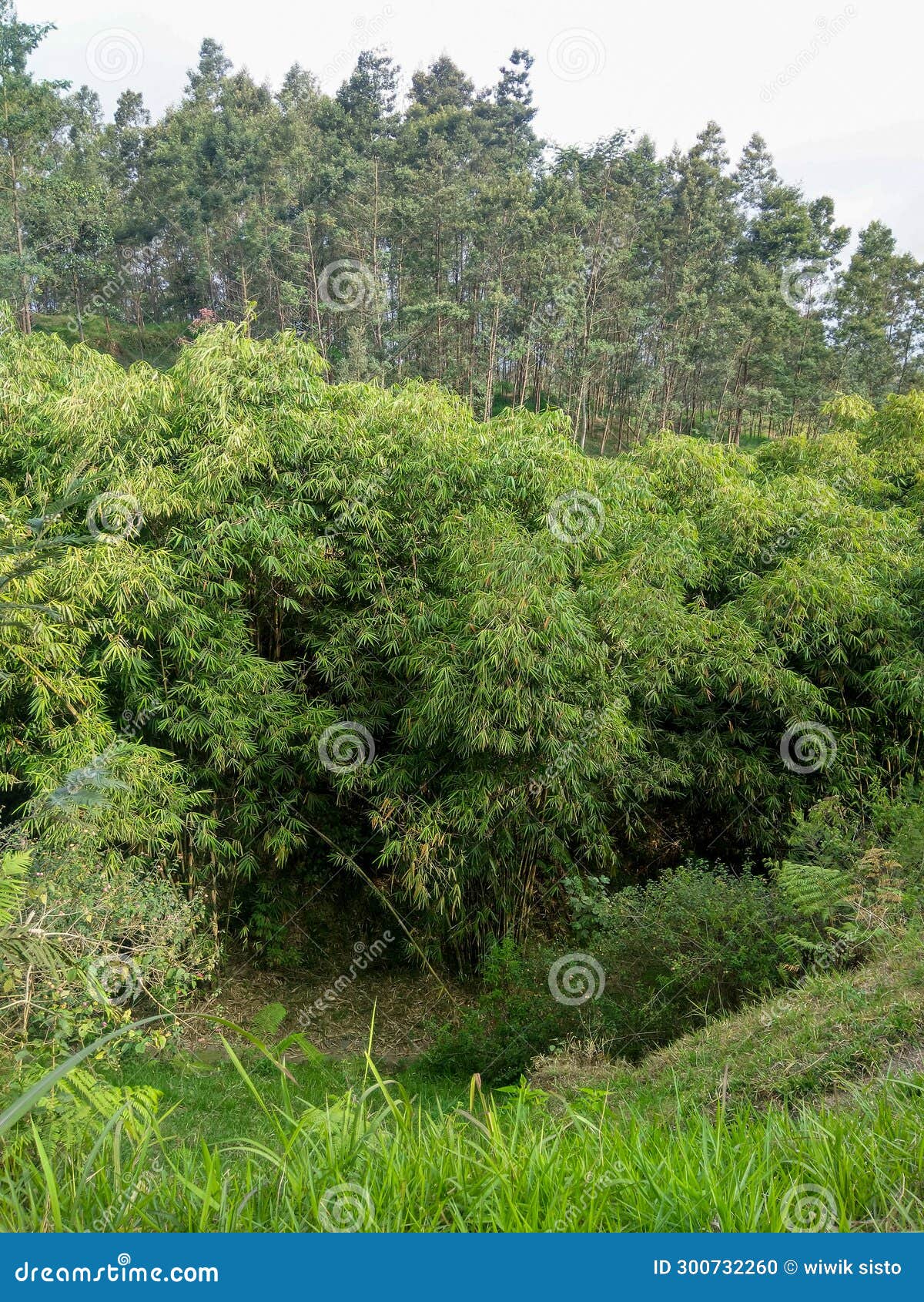 Views of Forests and Bushes in the Hills Stock Photo - Image of leaf ...