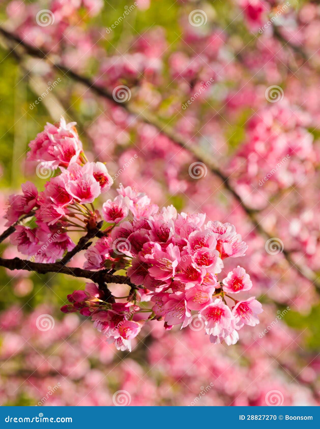 Wild Himalayan cherry stock photo. Image of background - 28827270