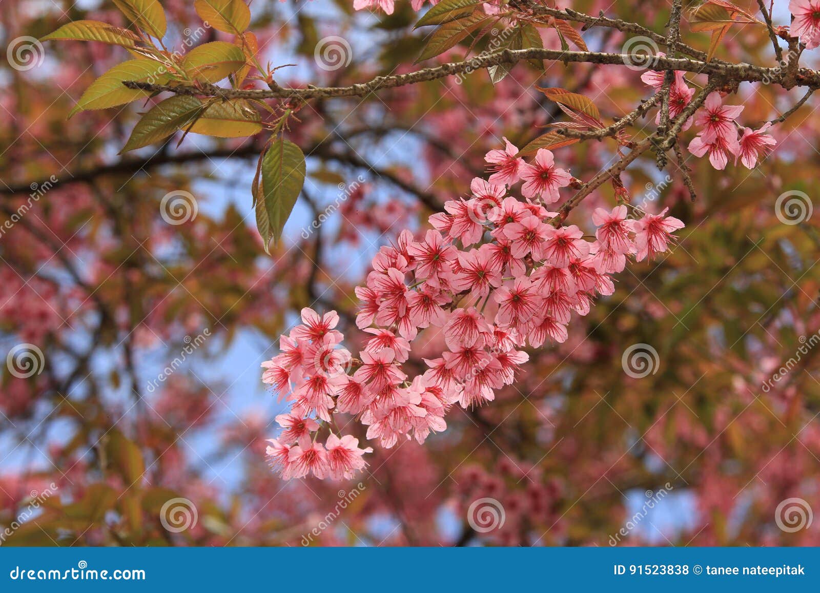 Wild Himalayan Cherry stock photo. Image of wild, cherry - 91523838