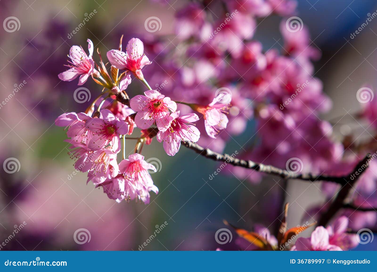Wild Himalayan Cherry stock image. Image of natural, beautiful - 36789997